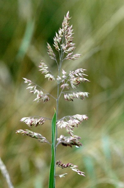Gräser-Vorstellung: Poa Pratensis - Wiesen-Rispengras | Rasensamen ...